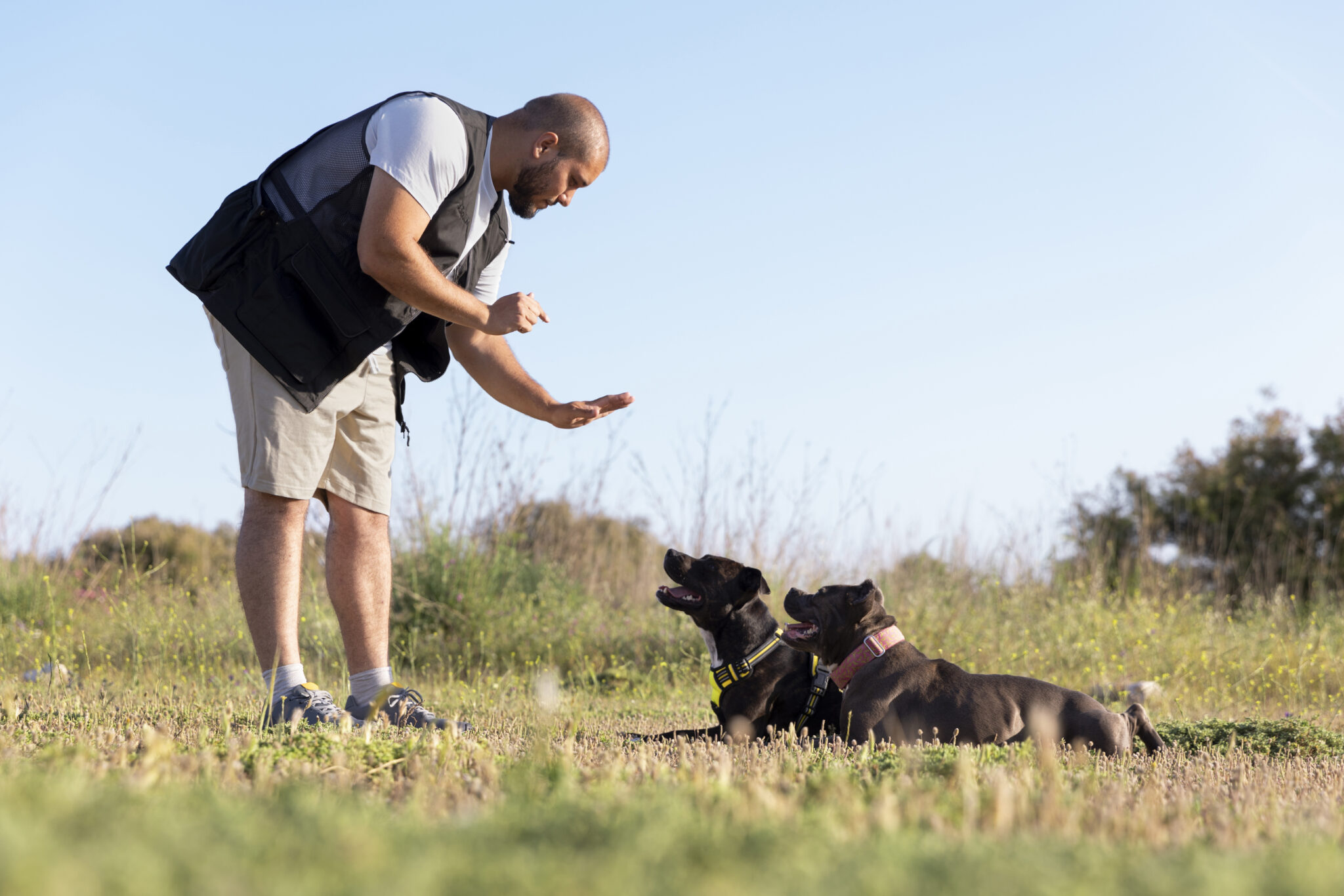 Consistency in Dog Training: Why It’s Important - Ft. Myers Dog Training