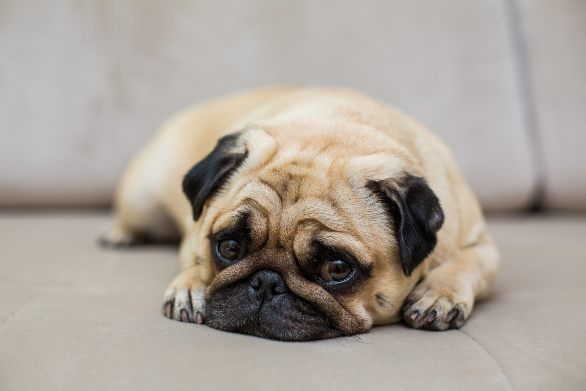 WHAT STRESSES DOGS OUT? TOP TRIGGERS AND HOW TO FIX THEM. - Ft. Myers ...