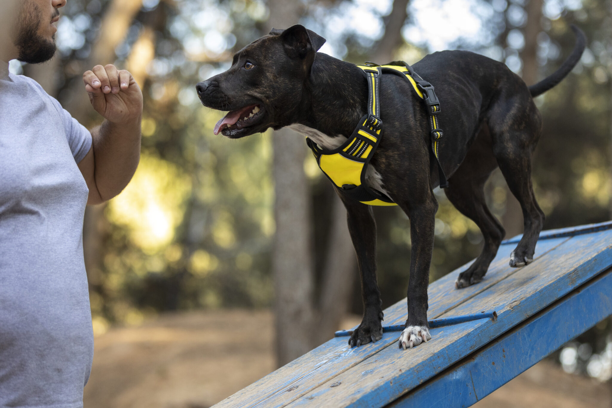 Intro to IGP – Building Drive, Obedience & Confidence - Ft. Myers Dog ...